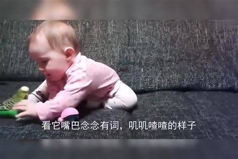 小猴子帮主人照顾鹦鹉深厚的友谊让人羡慕 鹦鹉 友谊