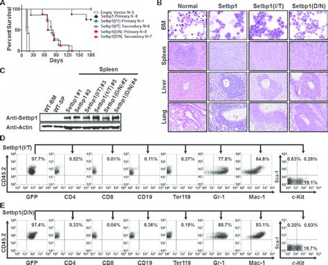 Setbp1 Missense Mutations Induces Aml Development A Survival Curves