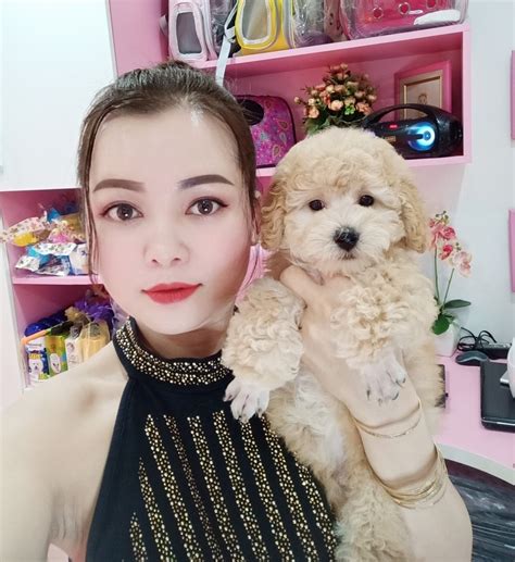 Chó Poodle Pm 15006