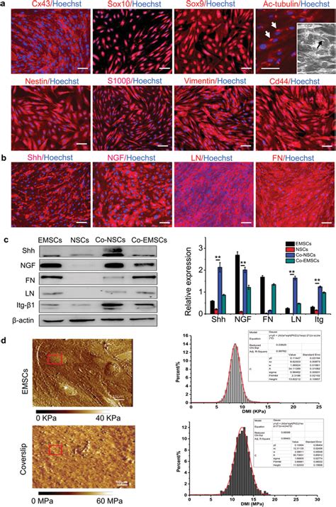 Characterization Of The Ectodermal Mesenchymal Stem Cells A Emscs Are Download Scientific