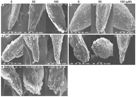 Scanning Electron Microscopic Photographs Of Root Tip Architecture Download Scientific Diagram