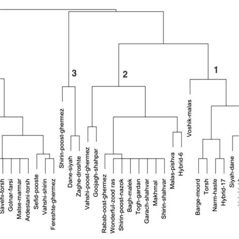 UPGMA Dendrogram Based On SSR Data Showing The Four Genetic Groups In Download Scientific