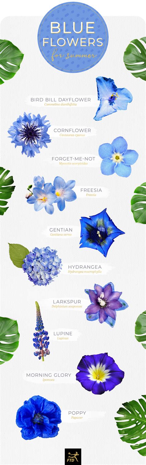 Types Of Flowers With Names And Meanings
