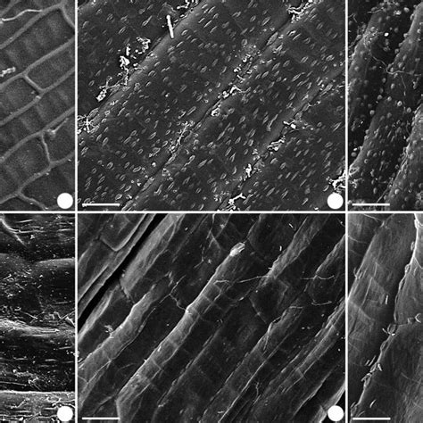 A F Scanning Electron Microscopy Of The Leaf Surface Of Isoëtes