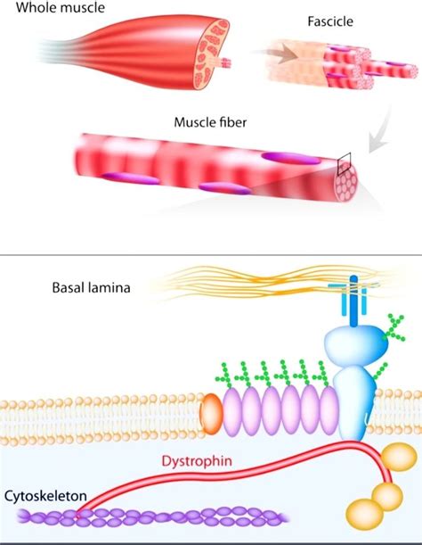 Dystrophin Is A Protein That Helps Strengthen Muscle Fibers And