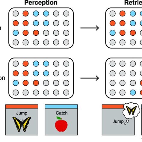 Schematic Comparison Of Reactivation And Spatial Transformation During Download Scientific