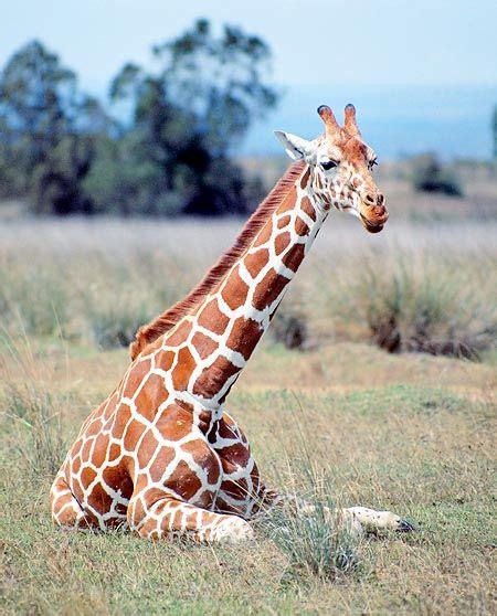 Giraffa Camelopardalis Camelopardalis
