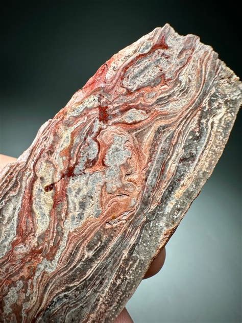 Oldest Fossil On Earth Dated ~1 1 Billion Years Old Fossilised Plant Stromatolites Catawiki
