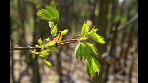 Native Sapling Distribution Serving Cook County Illinois Extension Uiuc