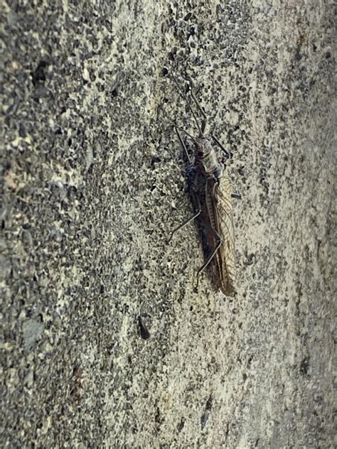 Whats This Bug Found In Linn County Oregon By The Santiam River R Whatsthisbug