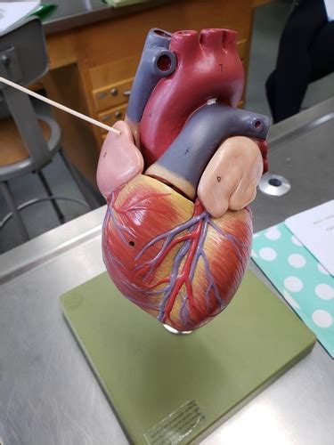 Anatomy Lab Quiz 9 Flashcards Quizlet