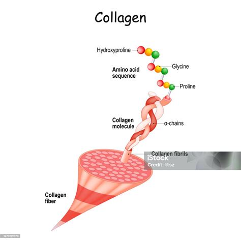 Collagen Anatomy Structure Of Collagen Fibers Stock Illustration Download Image Now Collagen