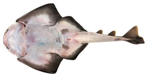 Squatina Japonica Shark References