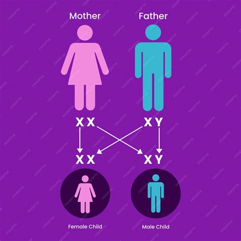 premium vector sex determination in humans x and y chromosome