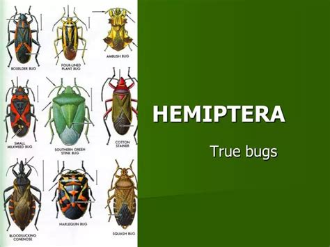 Ppt Hemiptera Powerpoint Presentation Free Download Id 4183441