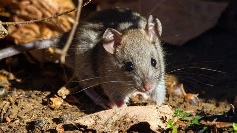Crispr Cas 9 Used To Create Single Sex Mice Litters Technology Networks