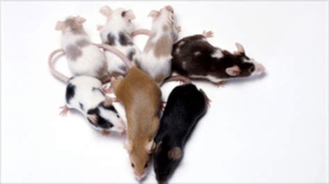 Sexual Preference Chemical Found In Mice BBC News