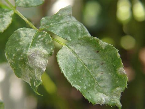 Прості регулярні дії вбережуть від борошнистої роси Поради садівників Читайте на Ukr Net