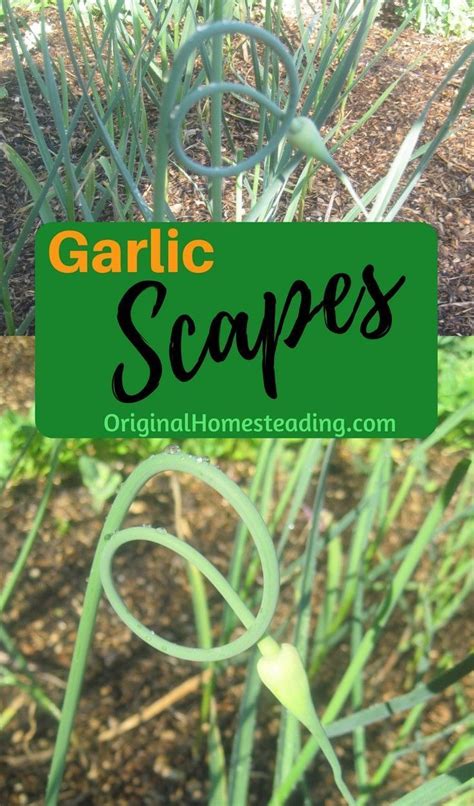 Garlic Scapes How To Harvest Cook And Grow Harvesting Garlic