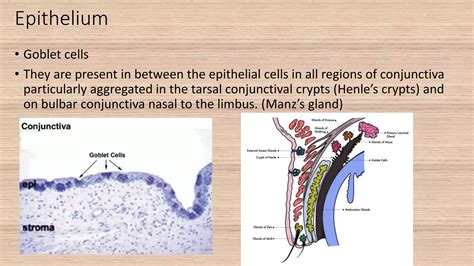 Anatomy Of Conjunctiva Pptx