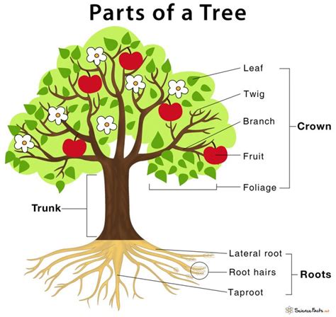 Vascular Plants Definition Characteristics Examples And Diagram