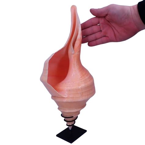 Very Rare Syrinx Aruanus Sea Snail Shell 573415 Ct Catawiki Very Rare Syrinx Aruanus Sea Snail Shell 573415 Ct Catawiki