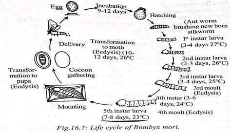 Life Cycle Of Silkworm Pptx