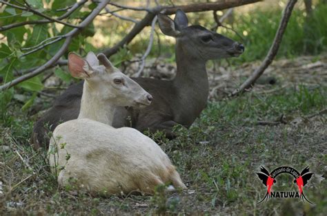 Venado Cola Blanca Natuwa Santuario De Guacamayos Costa Rica 2018