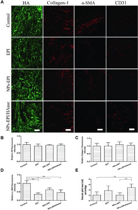 A Immunofluorescence Imaging Of Tumor Slices After Treatment With