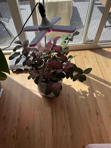 Meyer Lemon Tree Yellow Leaves Rgardening