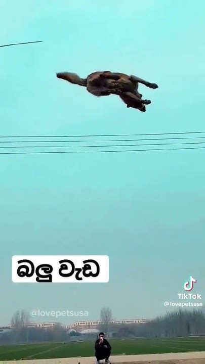 බලන්කෝ බලු වැඩ Youtube