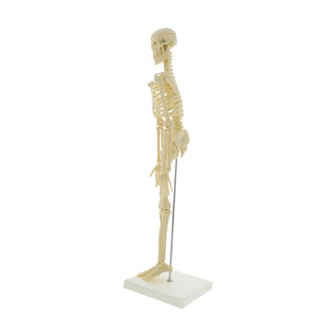 Buy Monmed Mini Skeleton Human Skeleton Model For Anatomy Anatomical Skeleton Human Skeleton
