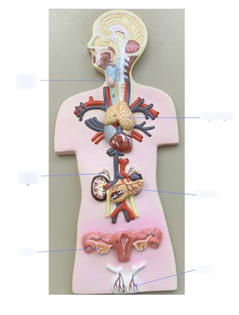 Endocrine Body Model Diagram Quizlet Endocrine Body Model Diagram Quizlet