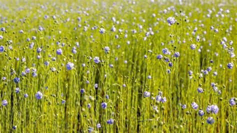 How To Plant Grow And Care For Flax
