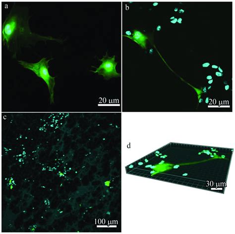 Fluorescence Microscopy Of Bm Mscs A Cells Cultured In A Tissue Download Scientific Diagram