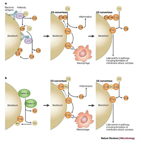 The Complement Systemthe Complement System Can Be Activated By Both