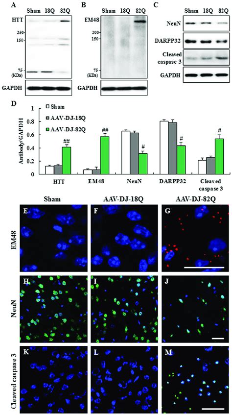 Aav Dj 82q Injection Enhances Mutant Huntingtin Htt Expression And Download Scientific