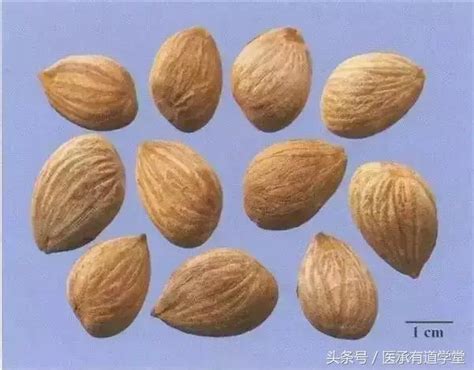 每天最少学一味中药—苦杏仁 第 500天