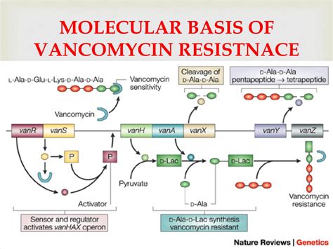 Ppt Vancomycin Resistant Enterococci Powerpoint Presentation Free Download Id 6609396
