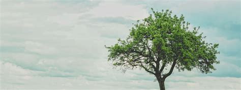 Binary Search Tree Concepts Quiz