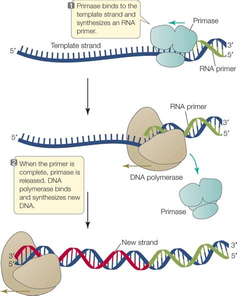 What Is A Primer In Dna Sequencing