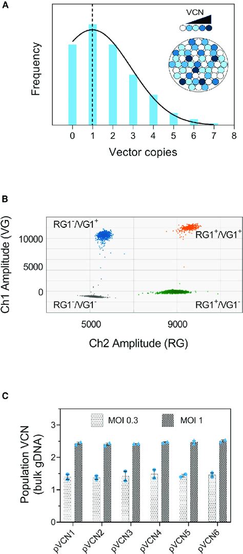 Population Vector Copy Number Analysis By DdPCR A Population Average Download Scientific