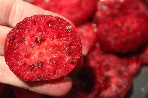 Prickly Pear Jelly — Practical Self Reliance