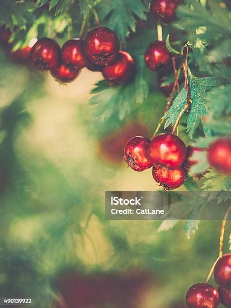 바이브런트 개척시대의 아르카디아 베리류 사이에서 초록색입니다 나뭇잎색 0명에 대한 스톡 사진 및 기타 이미지 0명 2015년 가을 Istock