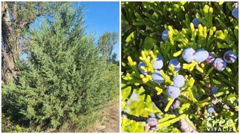 17 Different Types Of Cedar Trees Their Identifying Features