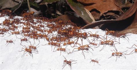 Bullet Ant Paraponera Clavata Bullet Insect Peruvian Amazon