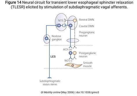 Nitrergic Neurons 1st Order Neurons Ie Peripheral Neurons That