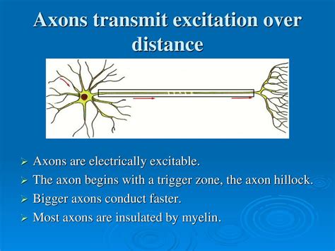 Nervous Tissue Neurons And Glial Cells Ppt Download