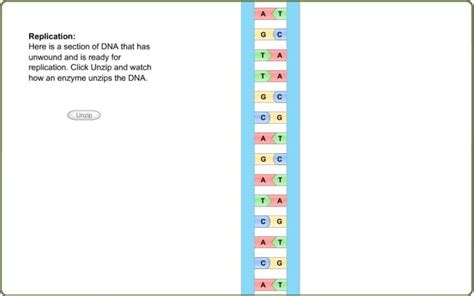 High Babe Science Learning Activity DNA Replication Learning Liftoff