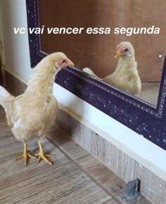 520 Melhor Ideia De Humor Feminino Em 2024 Memes Engraçados Humor